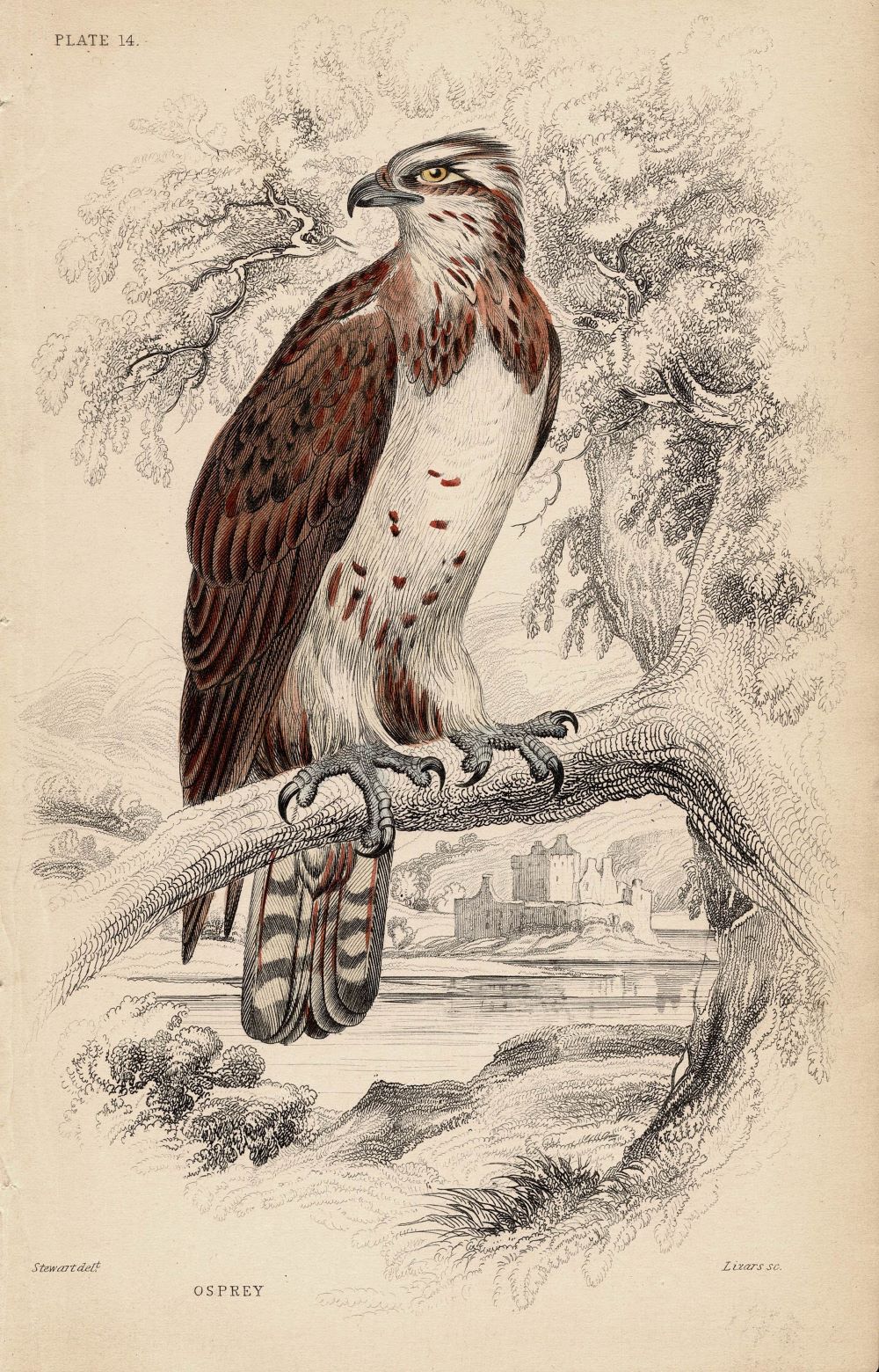 Osprey antique print 1838 – Maps and Antique Prints