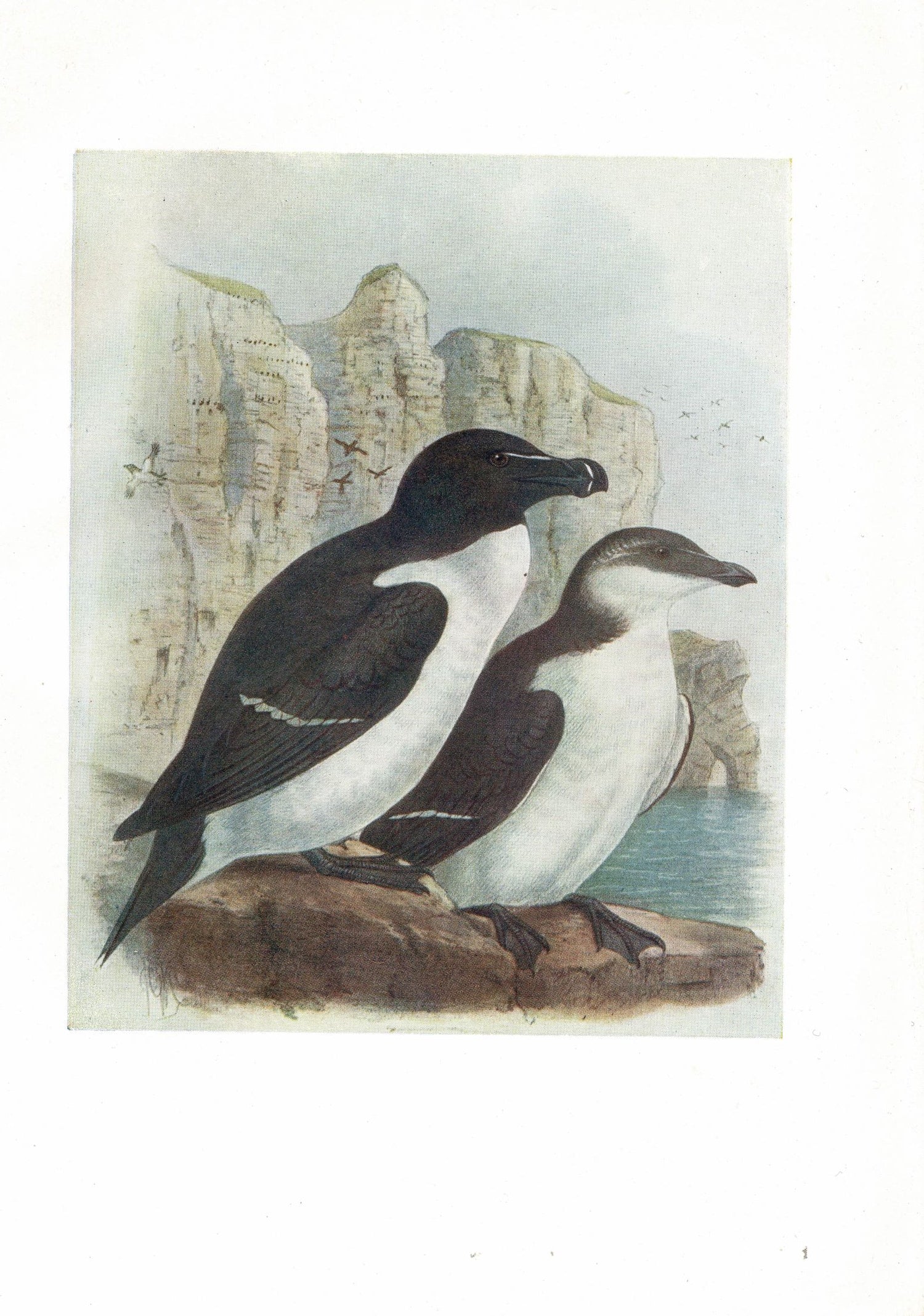 Razorbill, Birds of Britain, 1907 – Maps and Antique Prints
