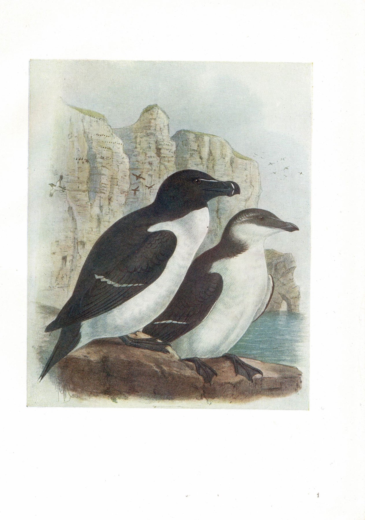 Razorbill, Birds of Britain, 1907 – Maps and Antique Prints