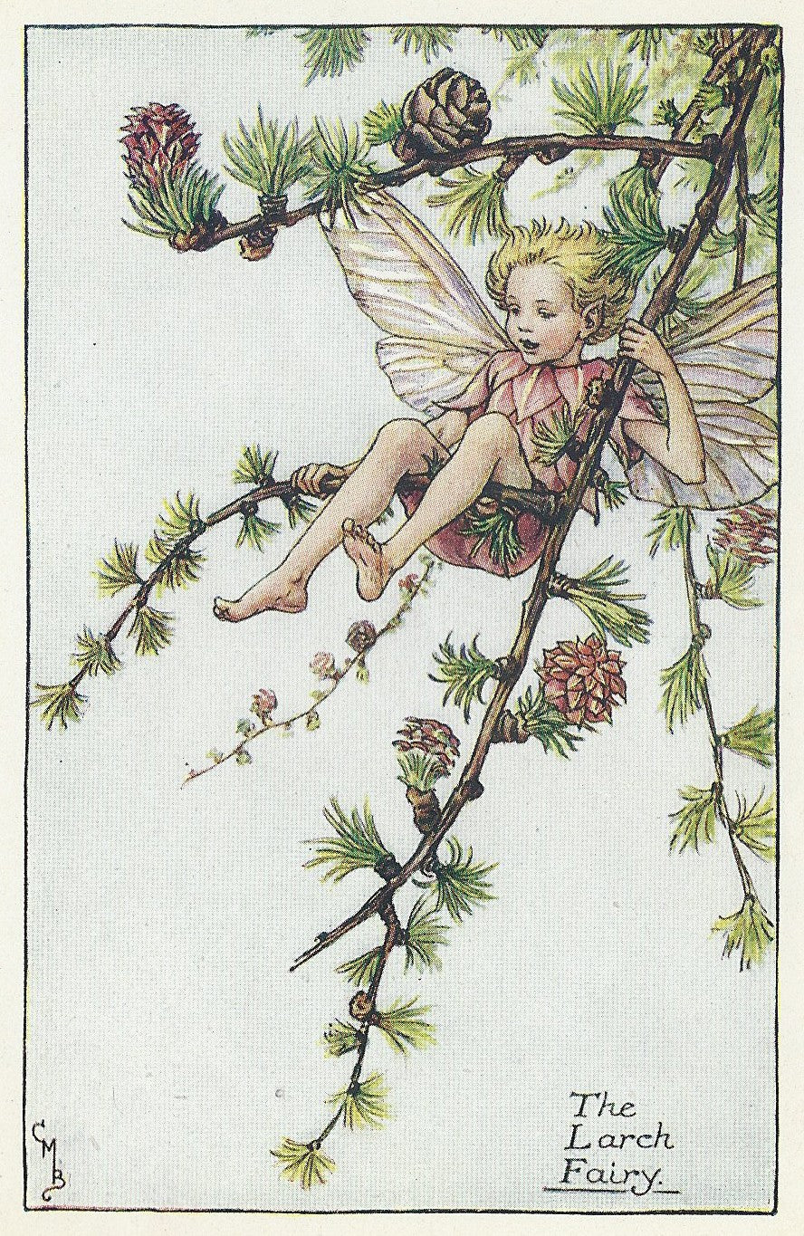 Larch Tree Flower Fairy guaranteed original vintage print – Maps and ...