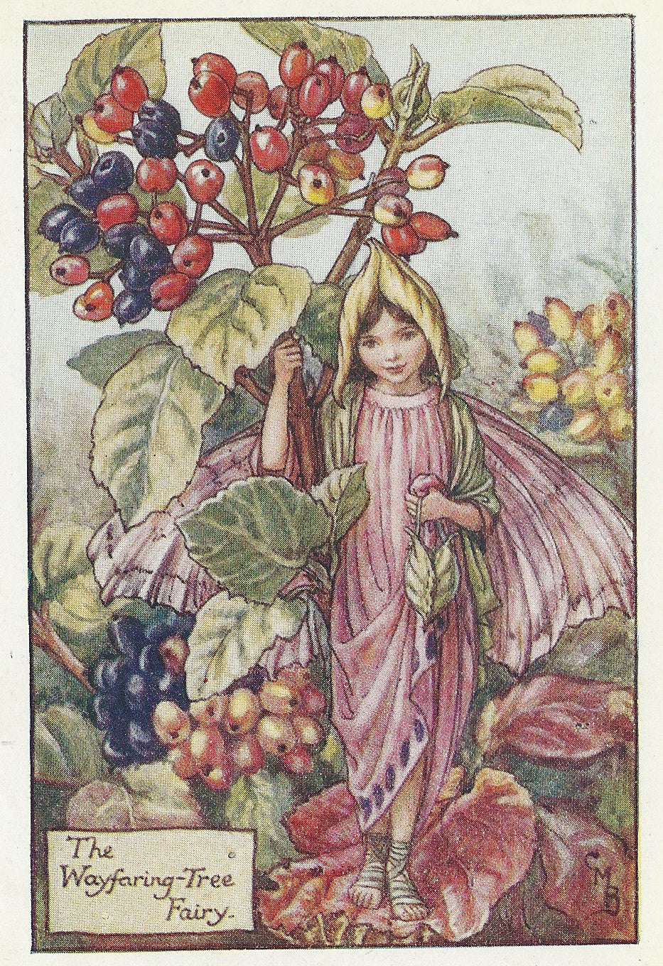 Wayfaring Tree Flower Fairy guaranteed original vintage print – Maps ...