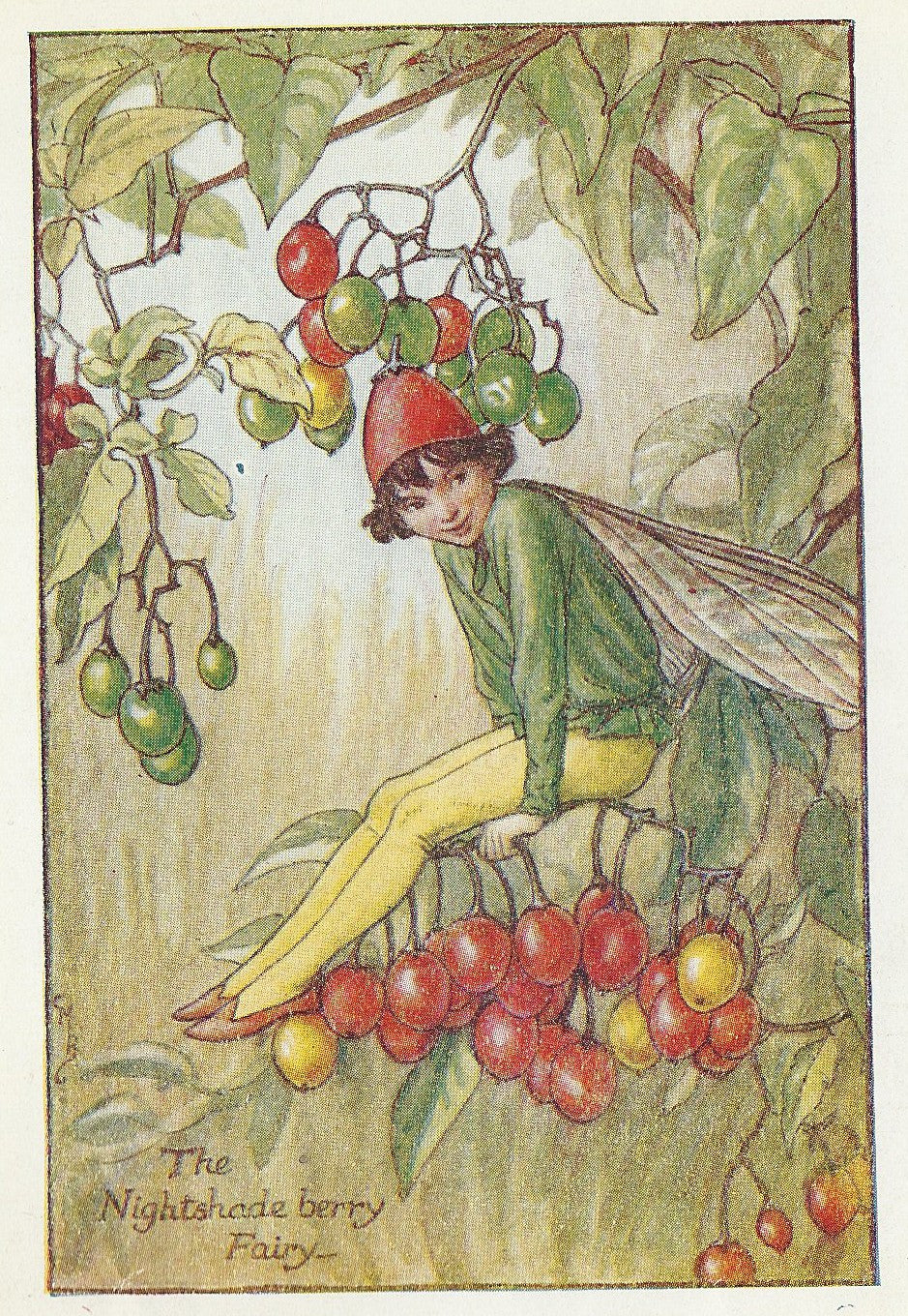 Nightshade Berry Flower Fairy guaranteed vintage print – Maps and ...