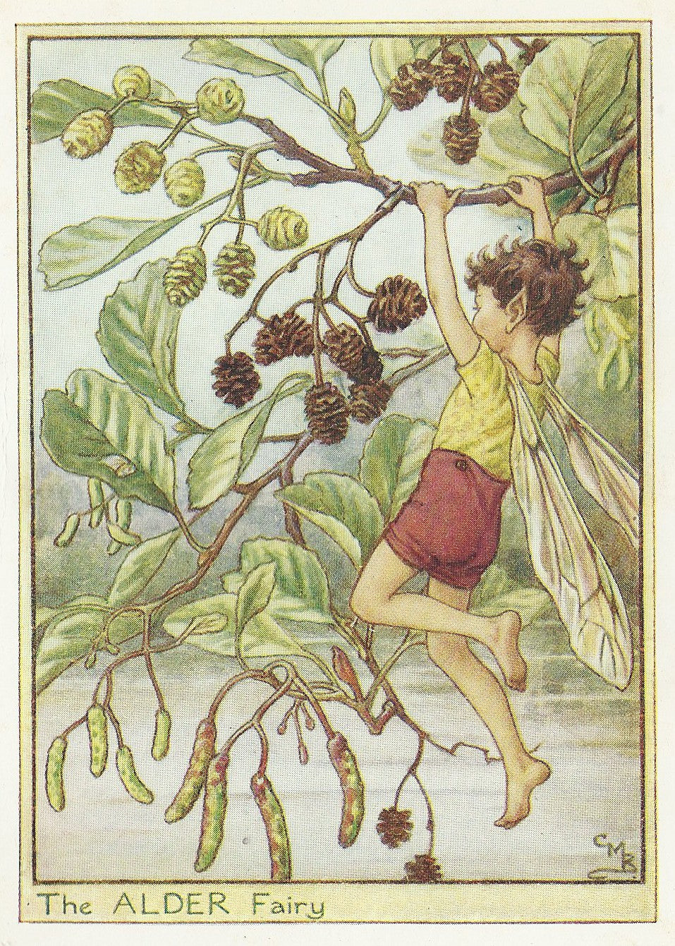 Alder Tree Flower Fairy guarantee original vintage print – Maps and ...